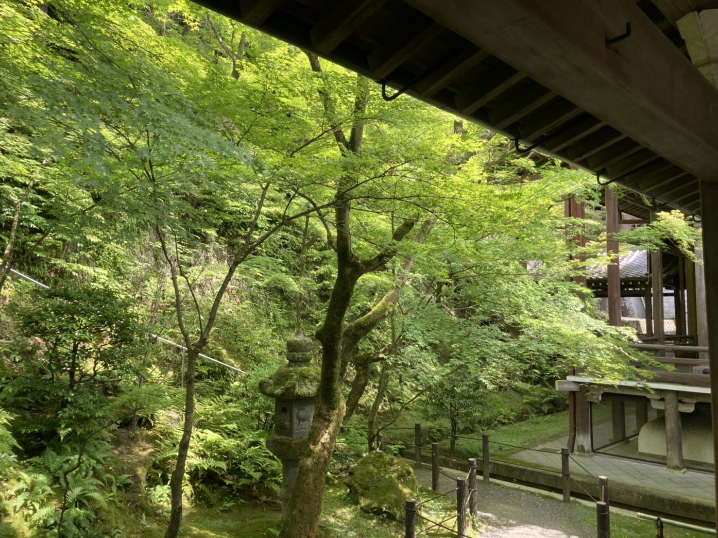 「そうだ京都行こう」新緑バージョンは全力でおススメしたい/2021年6月上旬訪問｜いちこ白書